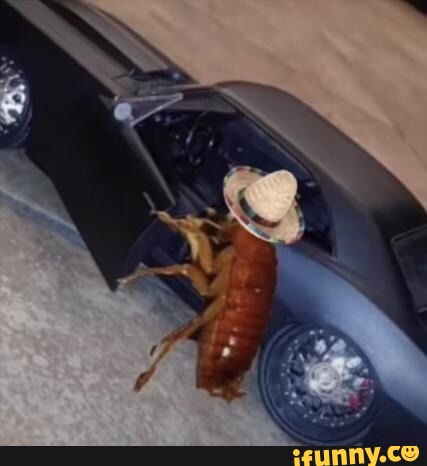 Cucaracha memes. Best Collection of funny Cucaracha pictures on iFunny