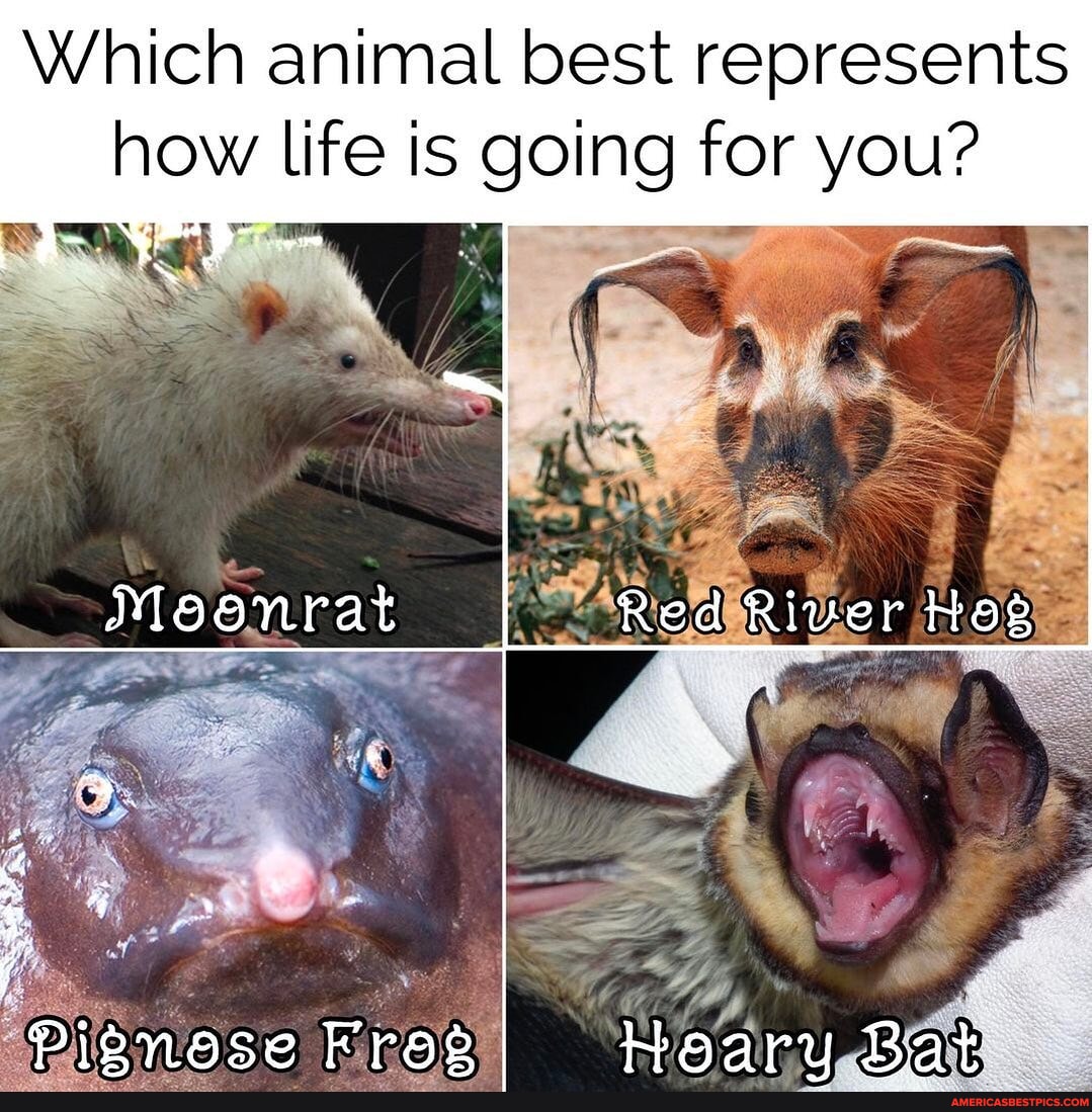 🤔 Meme by Dakota Baldwin - Which animal best represents how life is ...