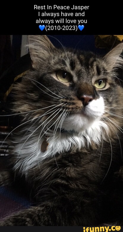 Jasper memes. Best Collection of funny Jasper pictures on iFunny