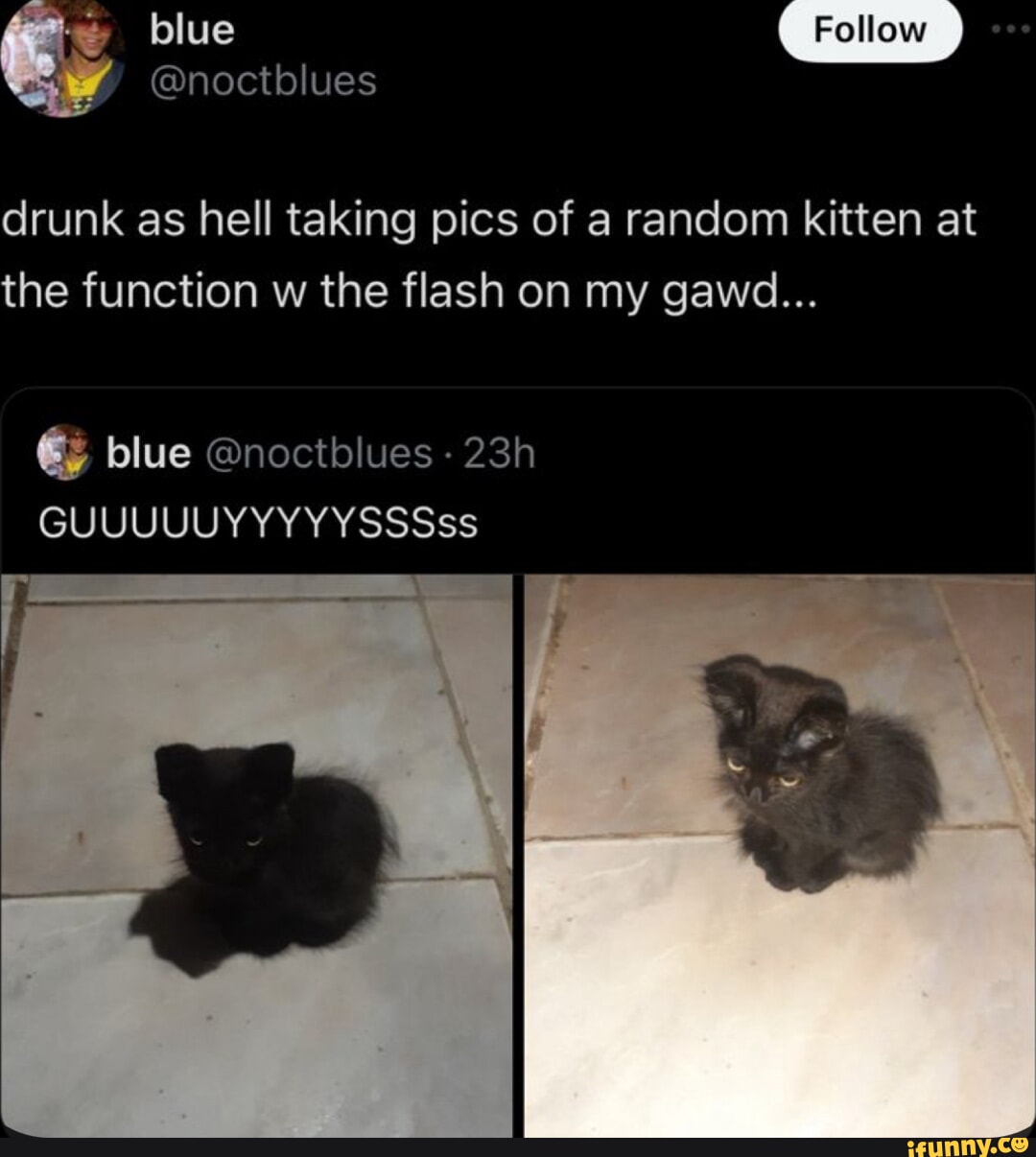 Blue Follow drunk as hell taking pics of a random kitten at the ...