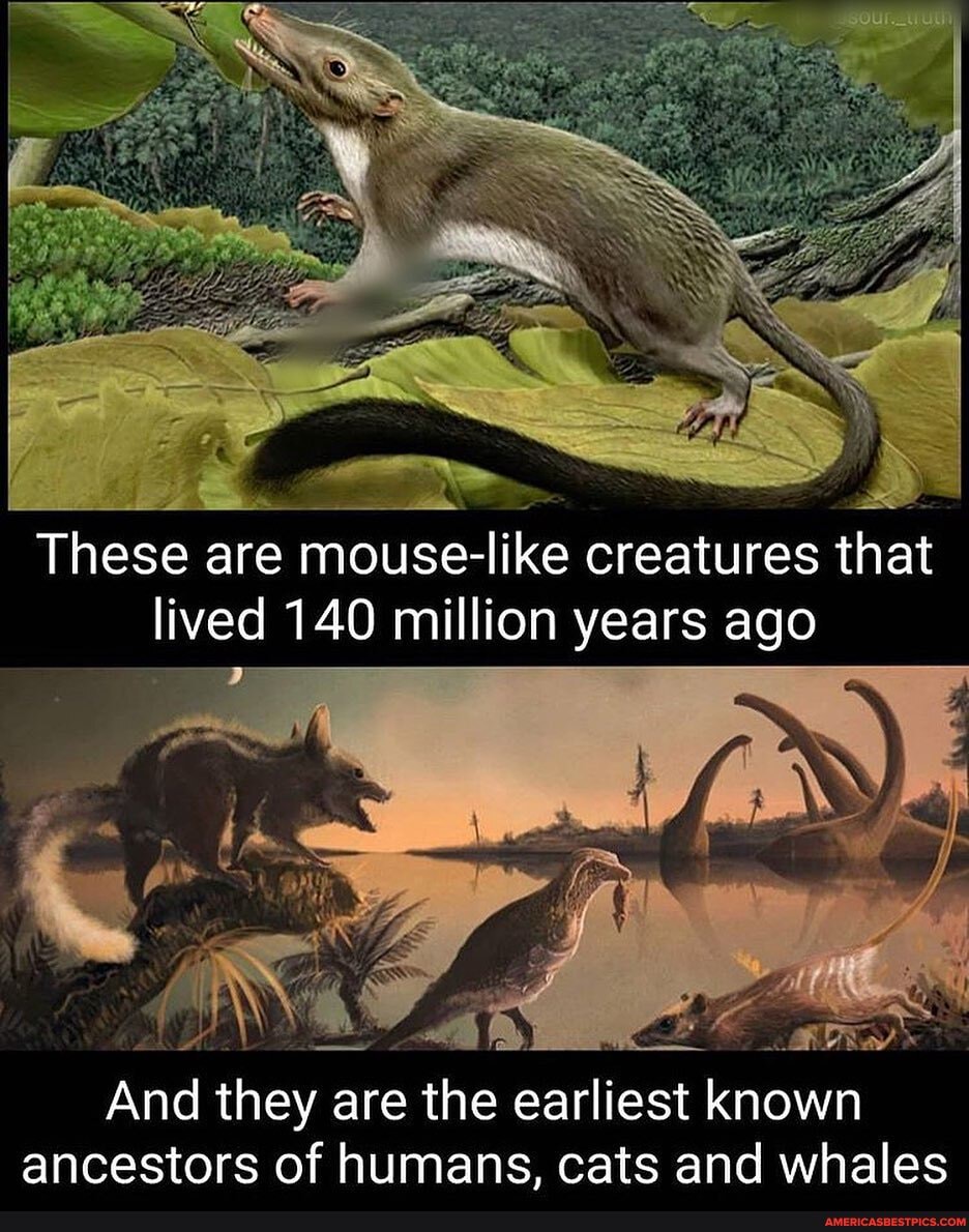 These are mouse- -like creatures that lived 140 million years ago And ...