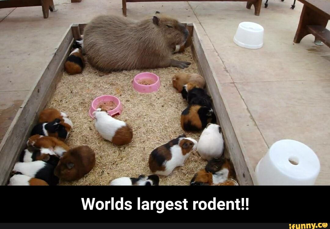 Worlds largest rodent!! - Worlds largest rodent!! - iFunny