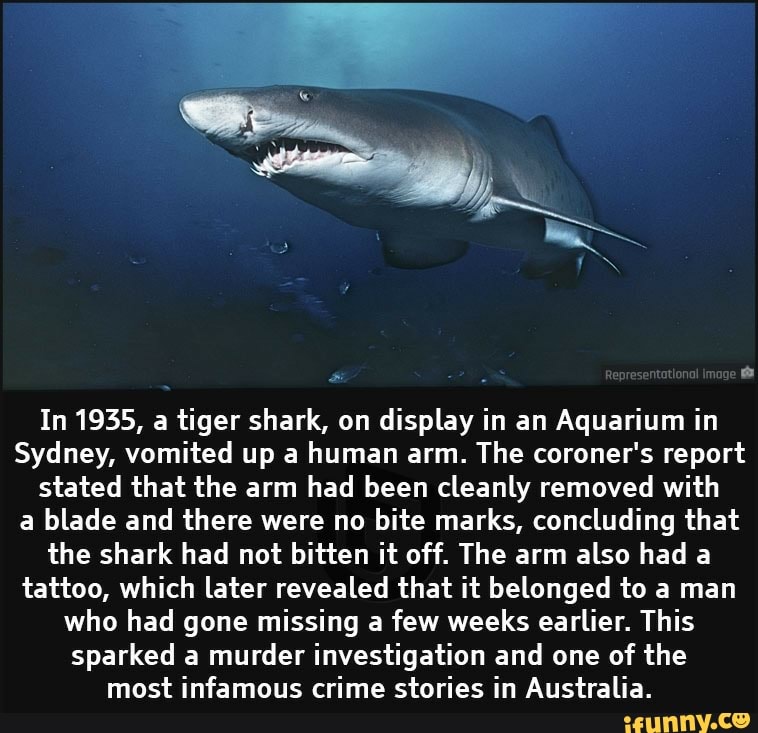 In 1935, a tiger shark, on display in an Aquarium in Sydney, vomited up ...