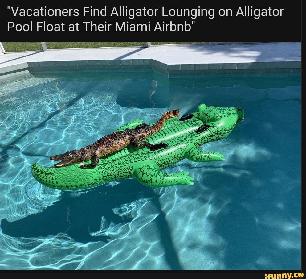"Vacationers Find Alligator Lounging on Alligator Pool Float at Their ...