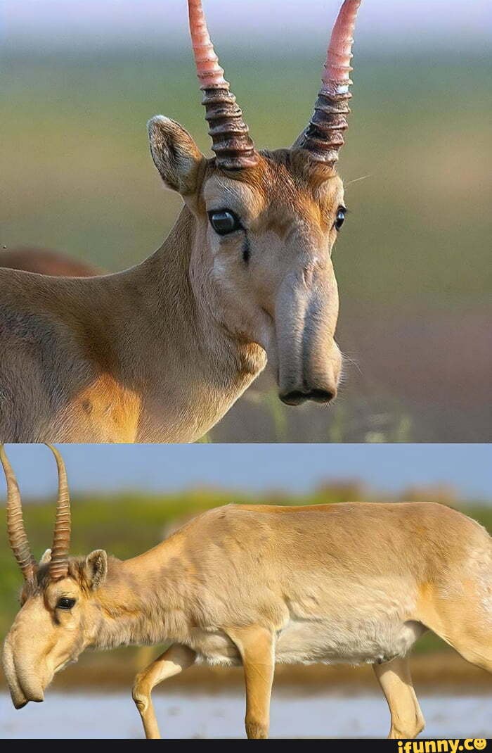 Saiga_antelope memes. Best Collection of funny Saiga_antelope pictures ...