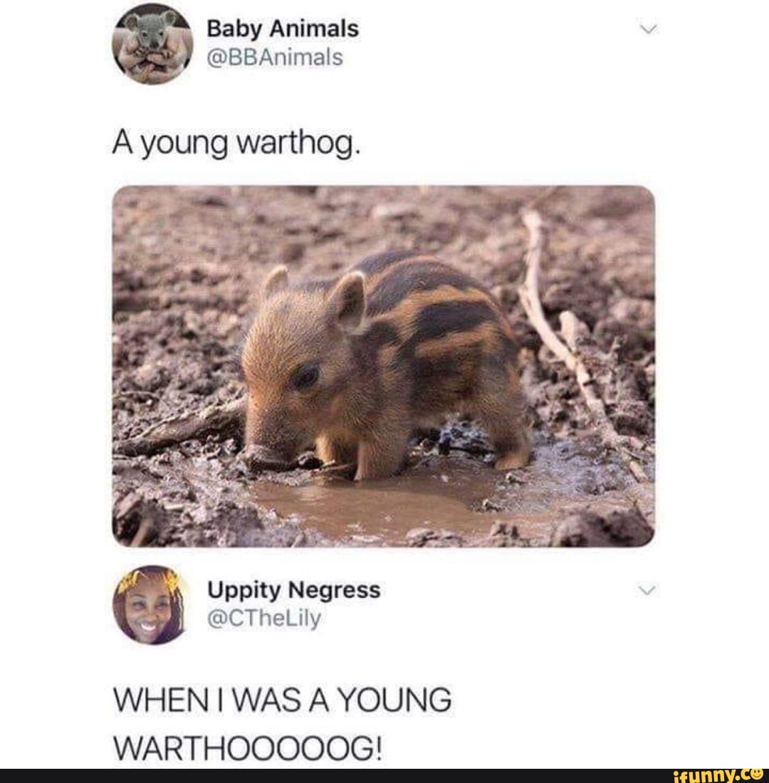 Baby Animals A young warthog. Uppity Negress WHEN I WAS A YOUNG ...