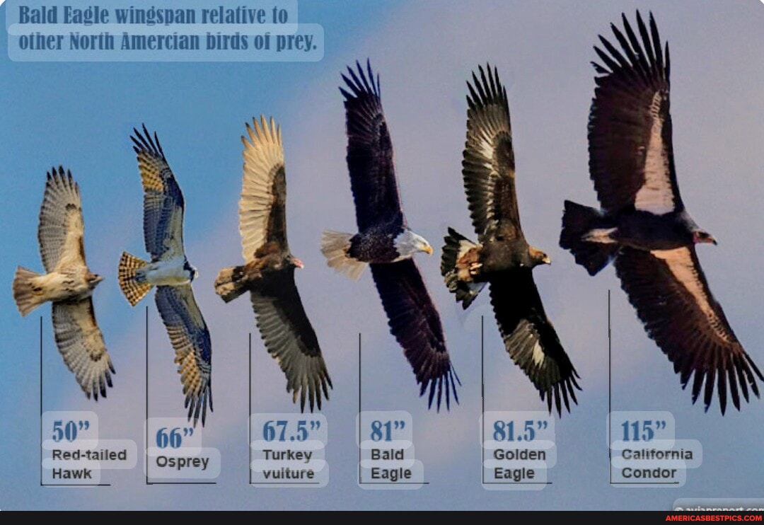 Bald Eagle wingspan relative to oier North Amercian birds of prey. 50" 66" I 67.5" I 81" I 81.5 ...