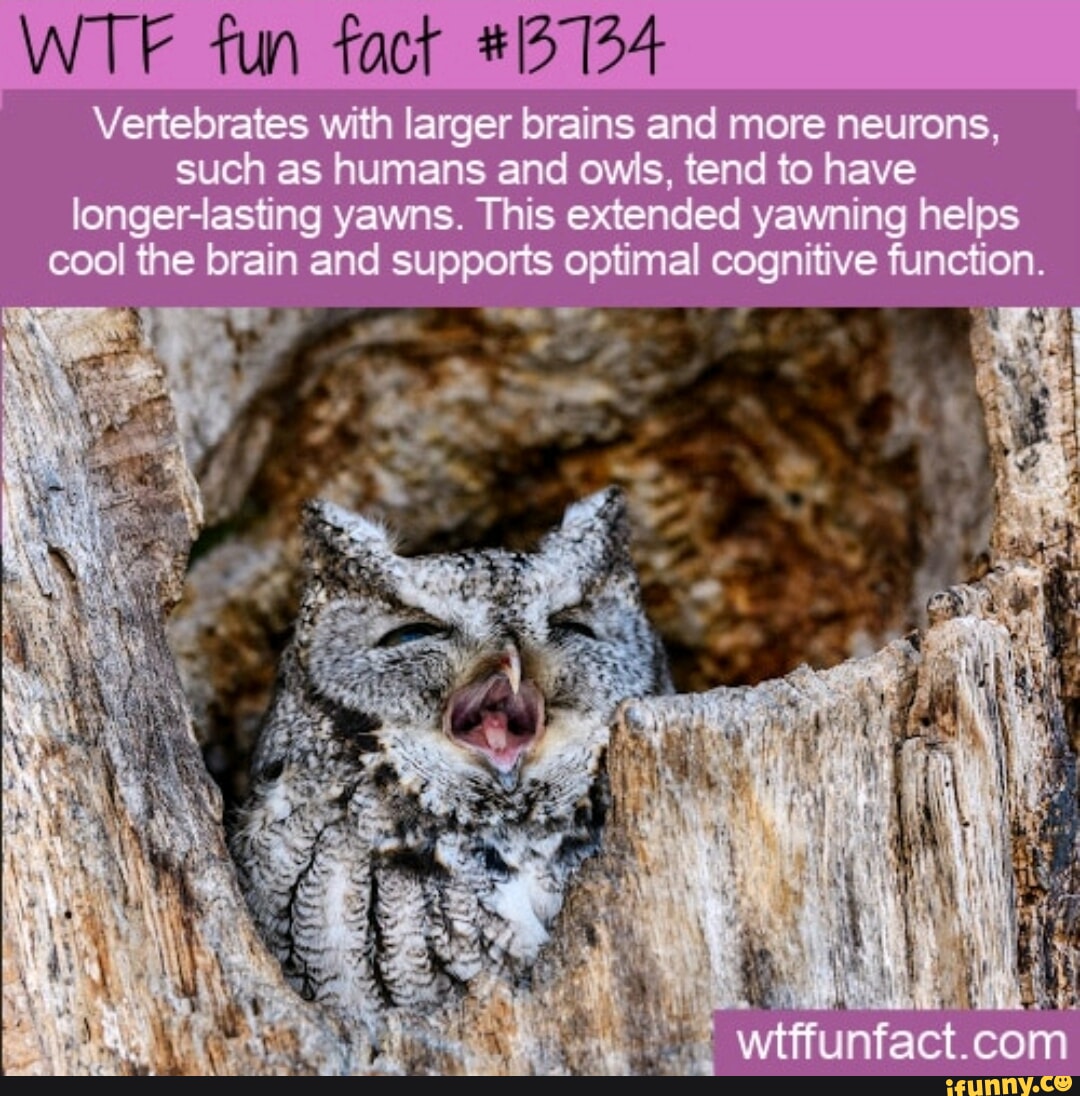 Yawning memes. Best Collection of funny Yawning pictures on iFunny