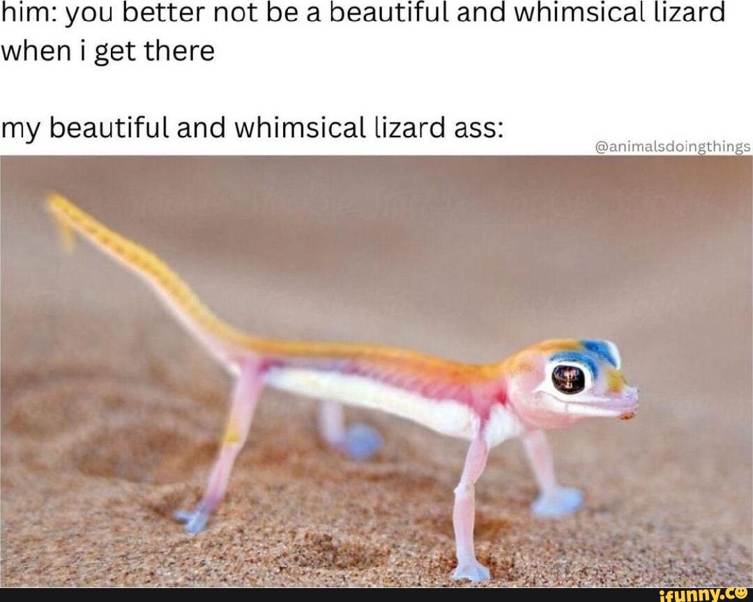 Lizard memes. Best Collection of funny Lizard pictures on iFunny