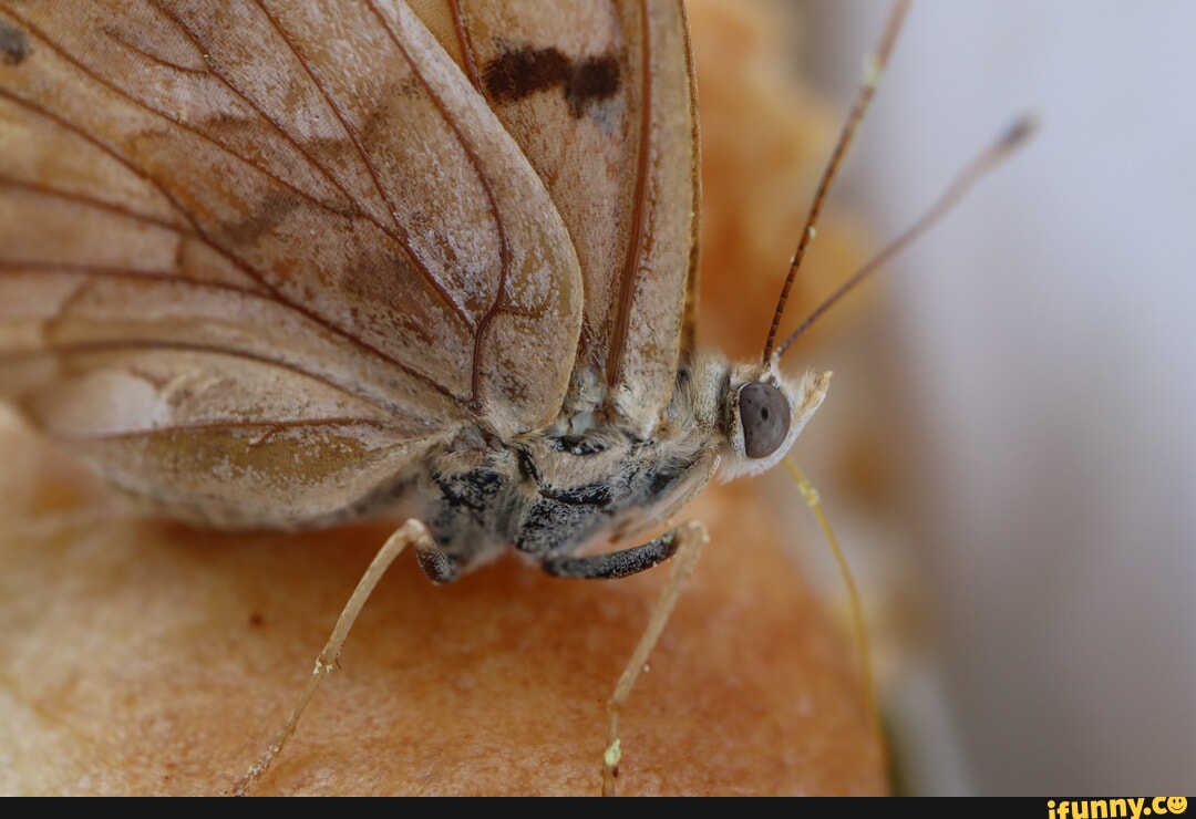 Butterfly memes. Best Collection of funny Butterfly pictures on iFunny