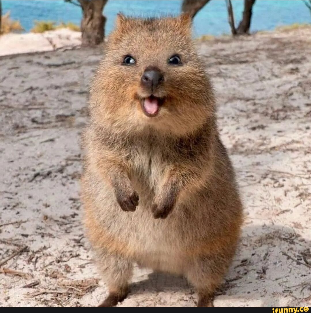 Quokka memes. Best Collection of funny Quokka pictures on iFunny