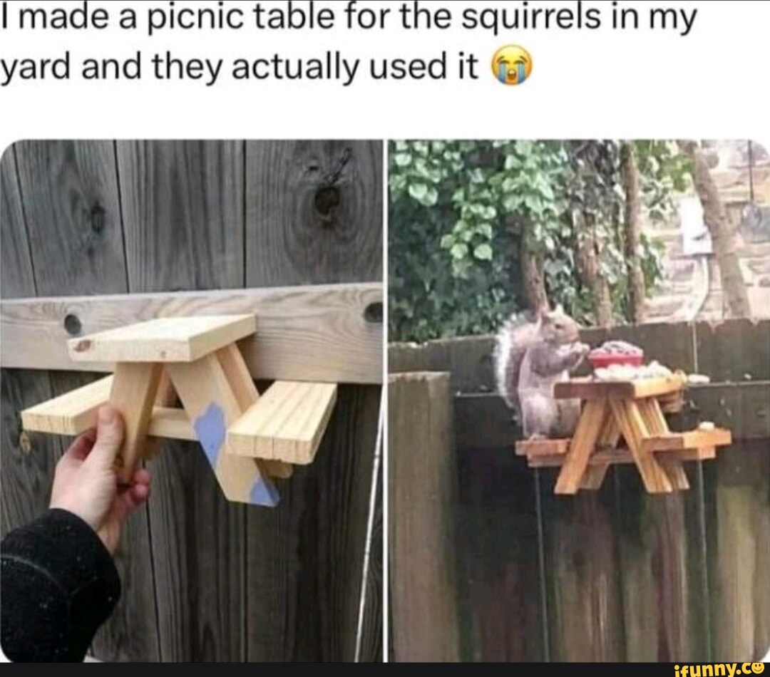 I made a picnic table for the squirrels in my yard and they actually ...