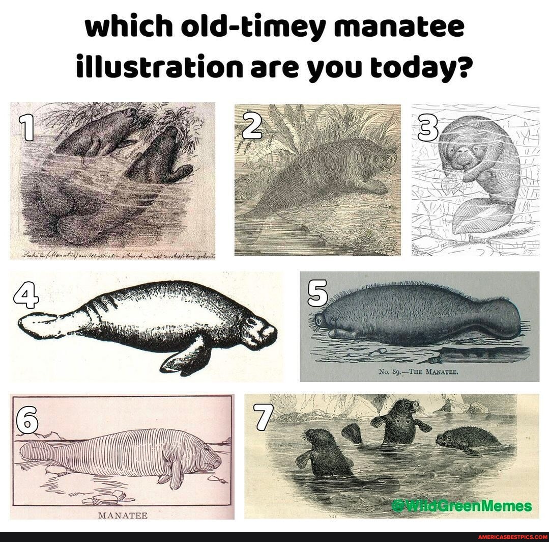 🤔 Meme by @beingevolved - which old-timey manatee illustration are you ...