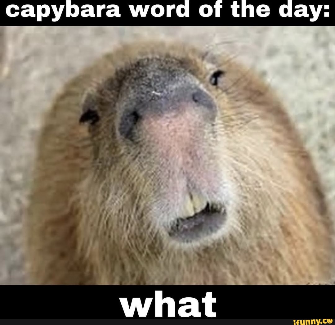 Capybara memes. Best Collection of funny Capybara pictures on iFunny