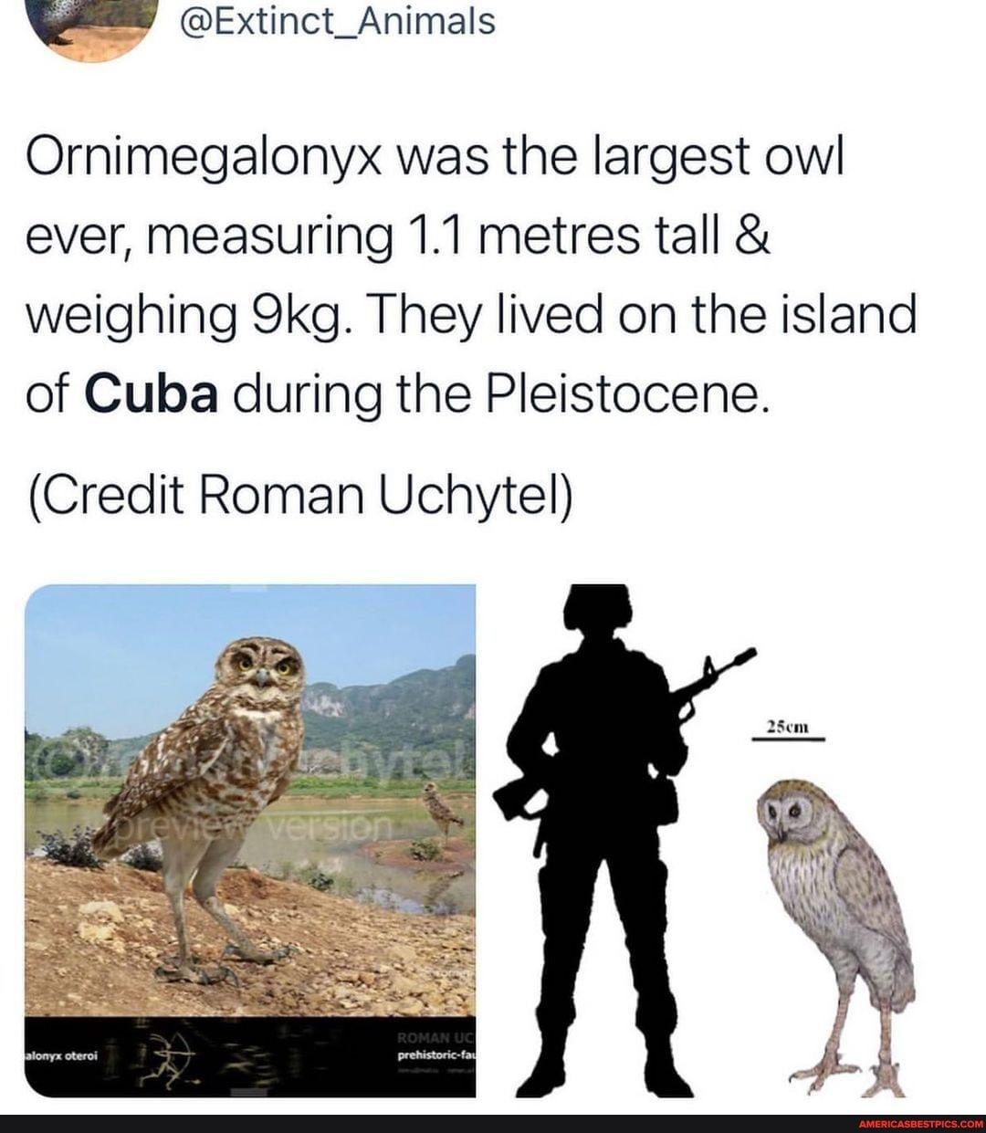 Ornimegalonyx was the largest owl ever, measuring 1.1 metres tall ...