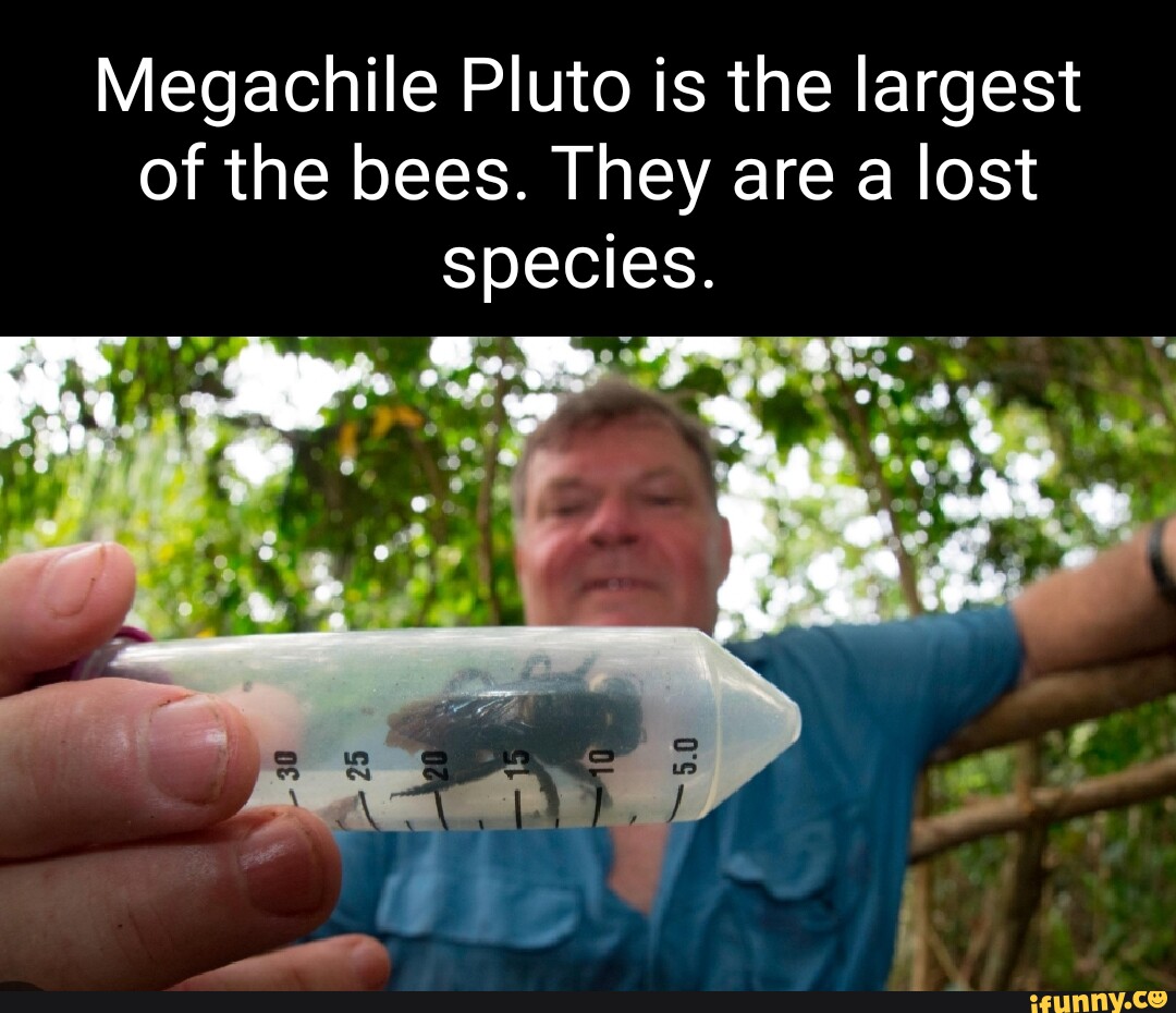 Megachile memes. Best Collection of funny Megachile pictures on iFunny