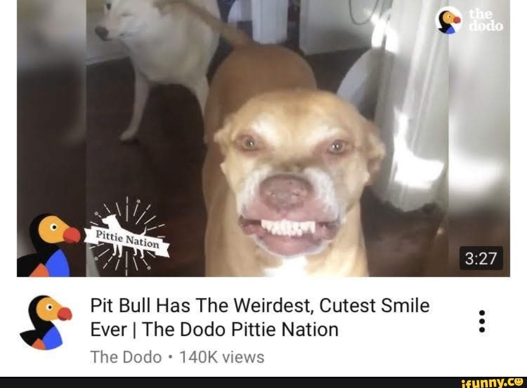 Ever I The Dodo Pittie Nation The Dodo 140K views la Pit Bull Has The ...