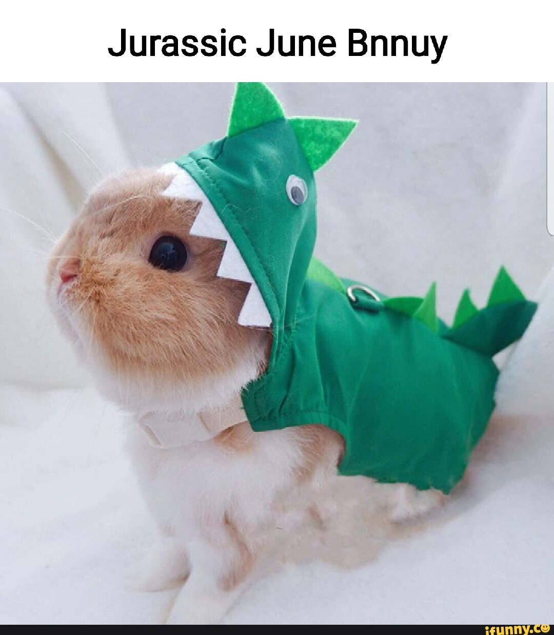 Bnnuy memes. Best Collection of funny Bnnuy pictures on iFunny