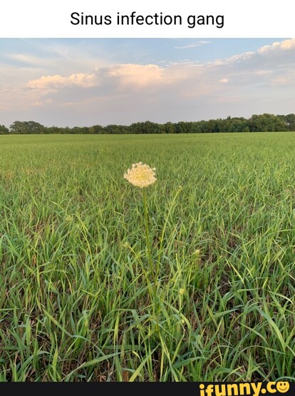 Sinus memes. Best Collection of funny Sinus pictures on iFunny