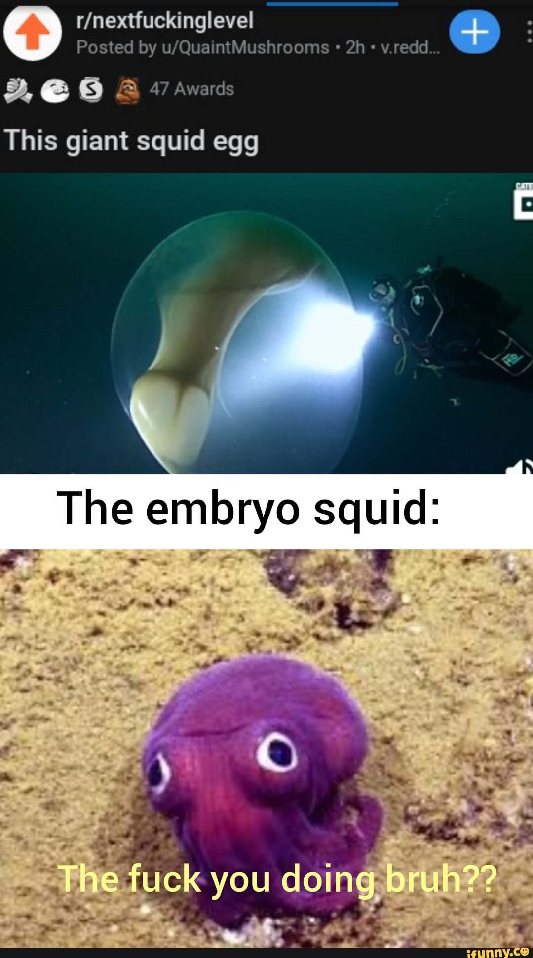 Video memes oZeCPBGR6 by Anonymous_Cringe: 1.1K comments - )