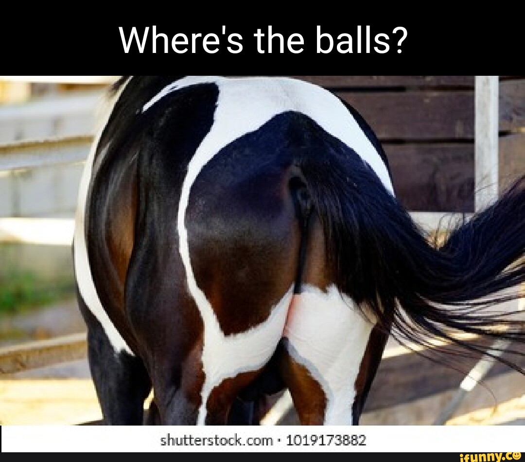 Gonads memes. Best Collection of funny Gonads pictures on iFunny