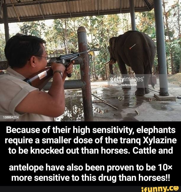 Tranq memes. Best Collection of funny Tranq pictures on iFunny