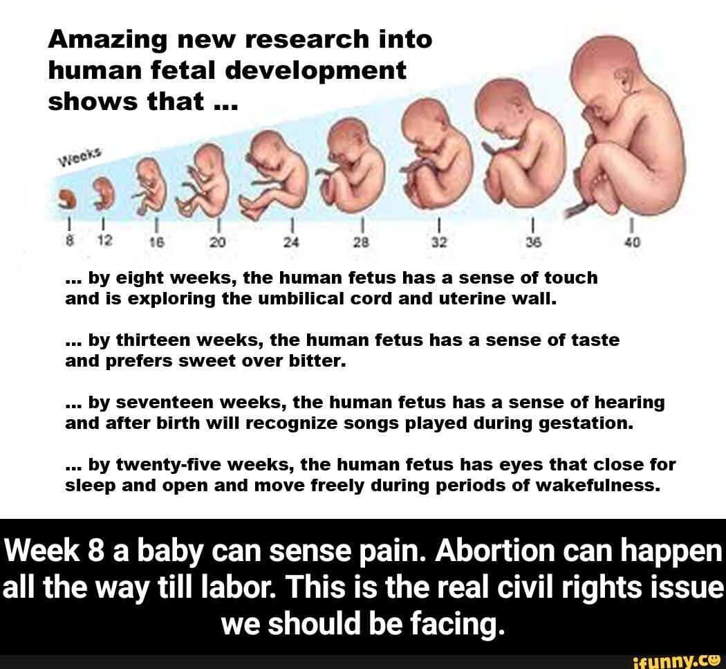 Amazing new research into human fetal development shows that oy 4 AL SA ...