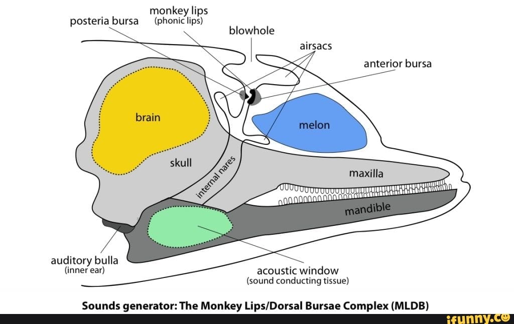 Phonic Lips | Lipstutorial.org