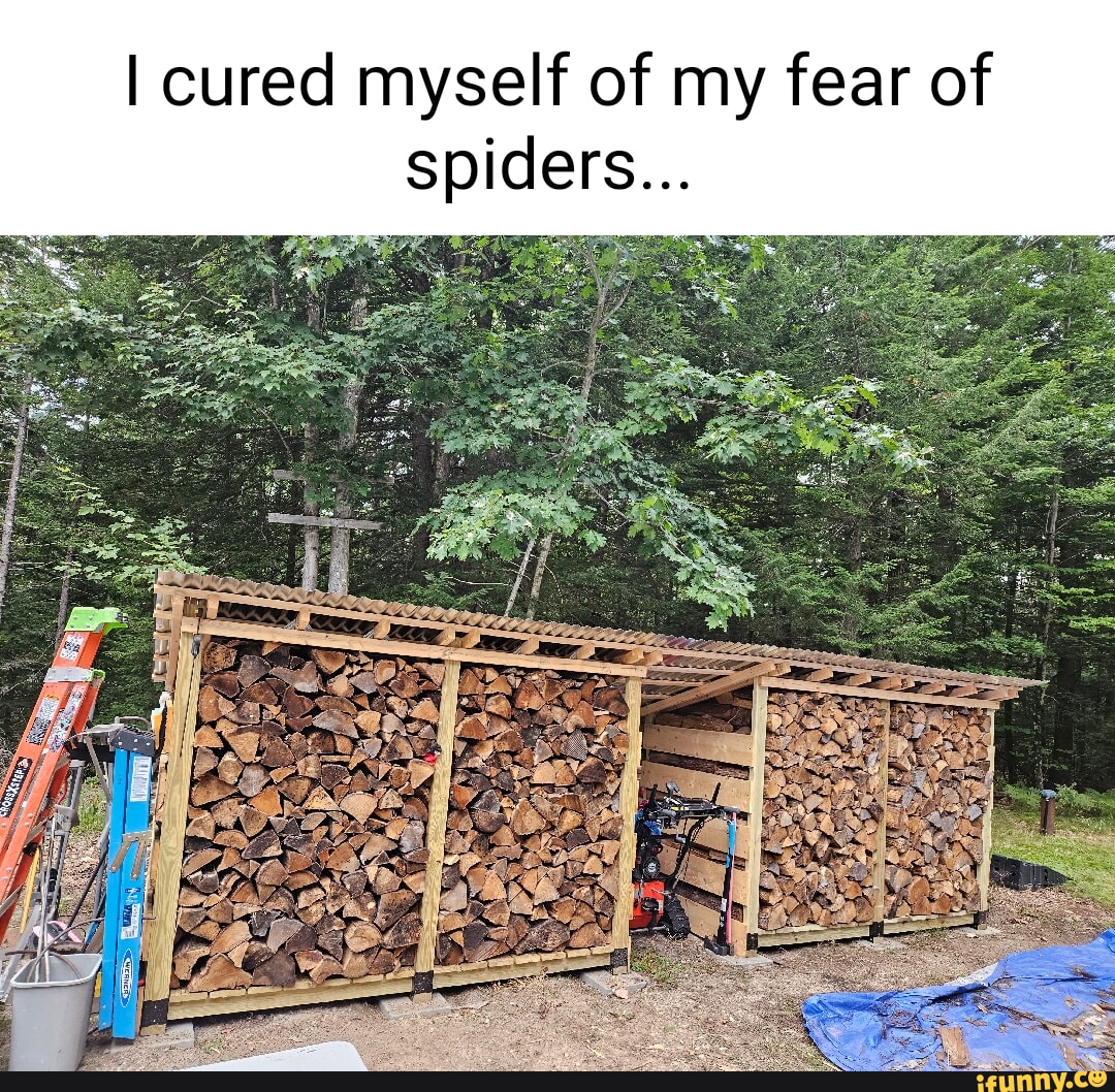 Spiders memes. Best Collection of funny Spiders pictures on iFunny