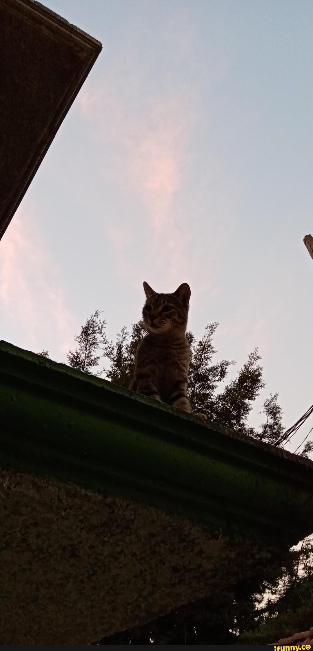 Chicharrón memes. Best Collection of funny Chicharrón pictures on iFunny