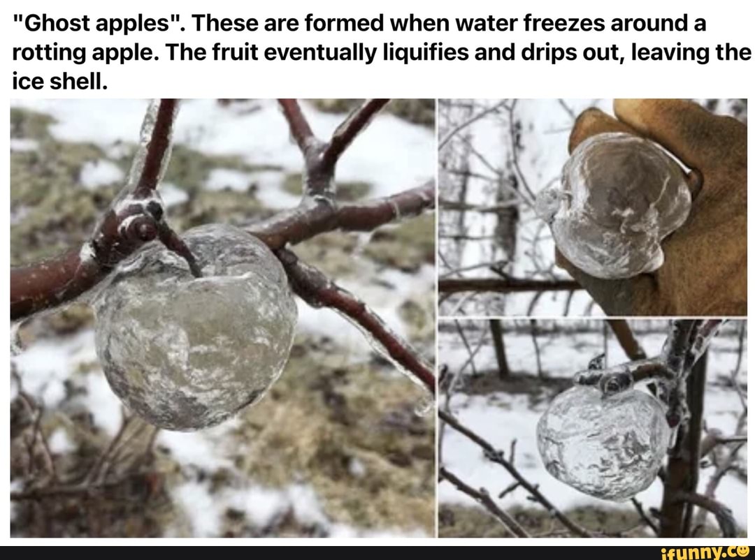 "Ghost apples". These are formed when water freezes around a rotting ...
