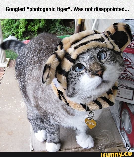 Googled "photogenic tiger". Was not disappointed... - iFunny
