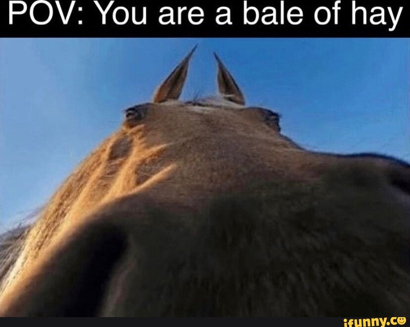 POV: You are a bale of hay - iFunny