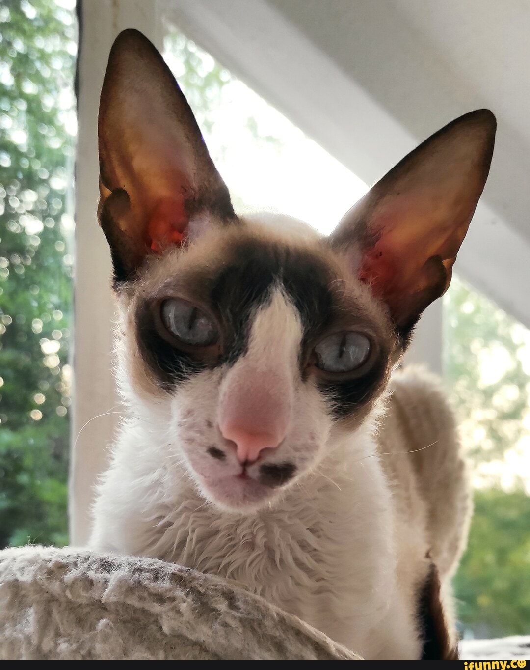 Cornish memes. Best Collection of funny Cornish pictures on iFunny