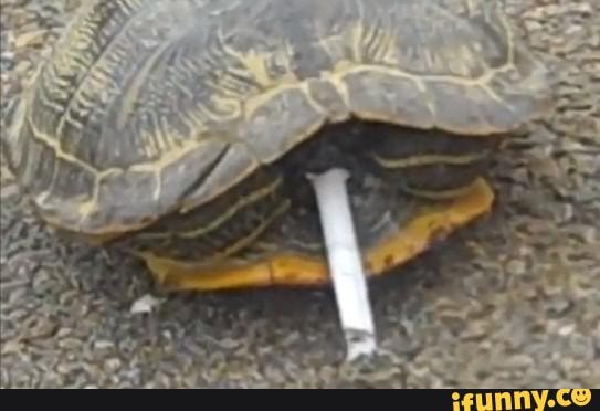 Cursed_turtle memes. Best Collection of funny Cursed_turtle pictures on ...
