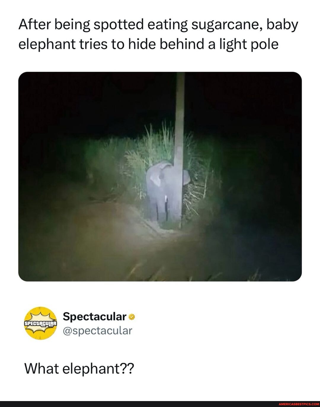 What elephant?? Like our content? Follow 👉🏼 @spectacular - #memes # ...