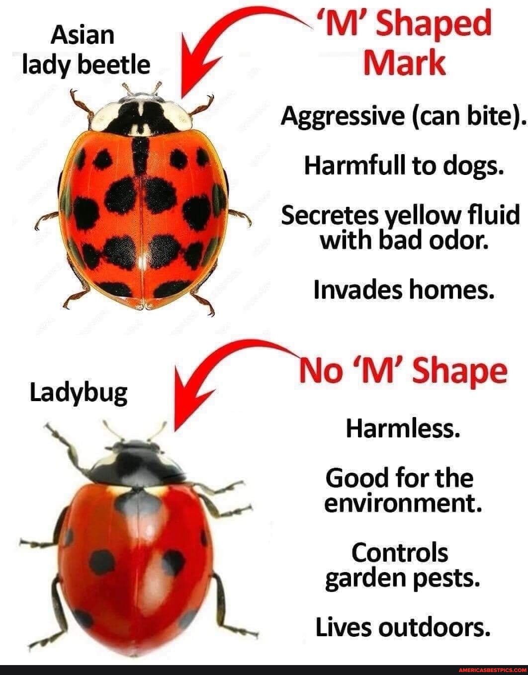 Asian lady beetle 'M' Shaped Mark Aggressive (can bite). Harmfull to ...