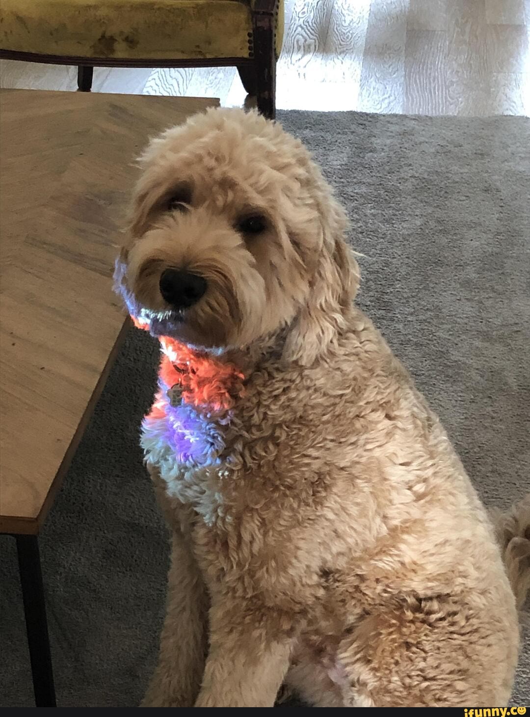 Labradoodle memes. Best Collection of funny Labradoodle pictures on iFunny