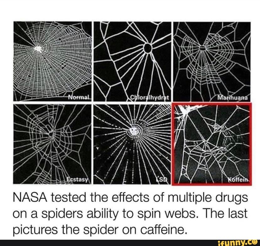 Ff fem. NASA tested the effects of multiple drugs on a spiders ability ...