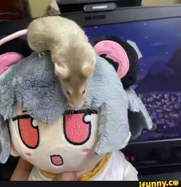 Nazrin memes. Best Collection of funny Nazrin pictures on iFunny