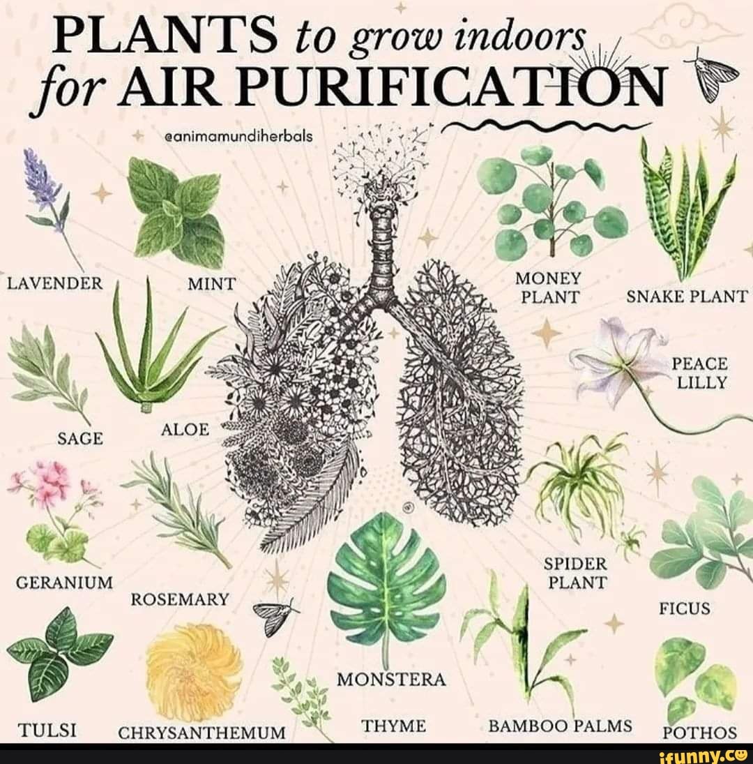 Ficus memes. Best Collection of funny Ficus pictures on iFunny