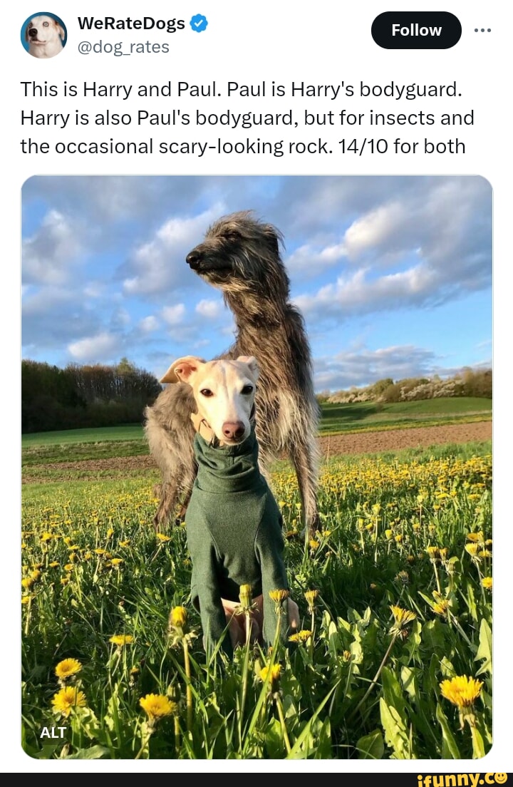 Bodyguard memes. Best Collection of funny Bodyguard pictures on iFunny