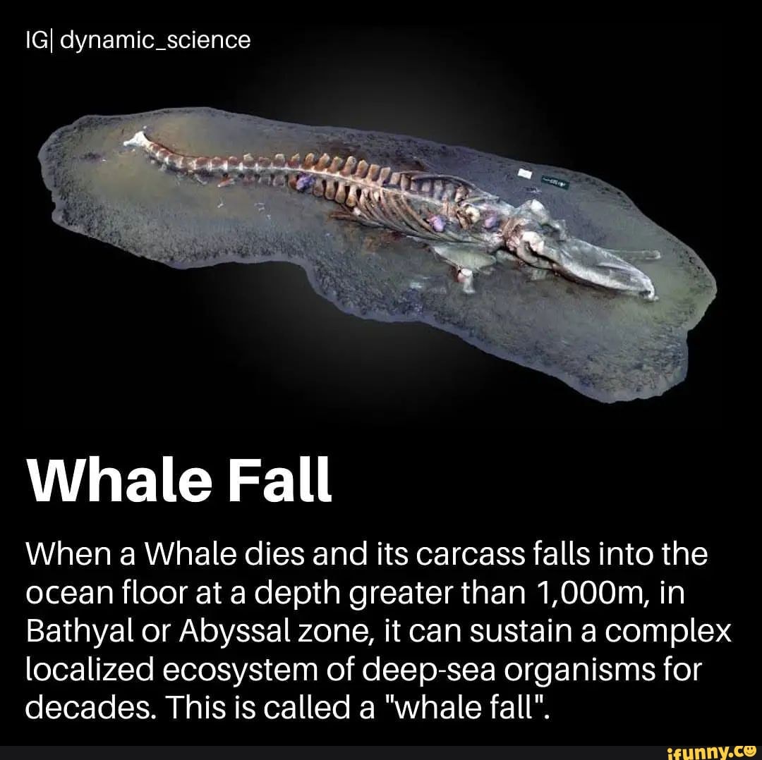 IGI dynamic_science Whale Fall When a Whale dies and its carcass falls into the ocean floor at a ...