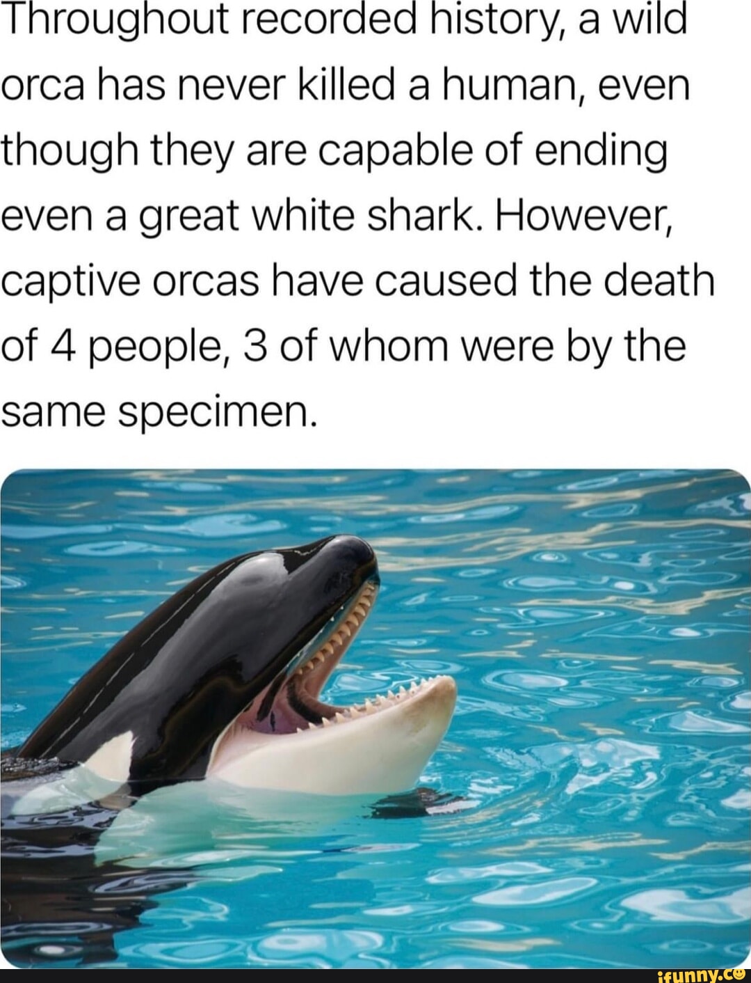 Captive memes. Best Collection of funny Captive pictures on iFunny