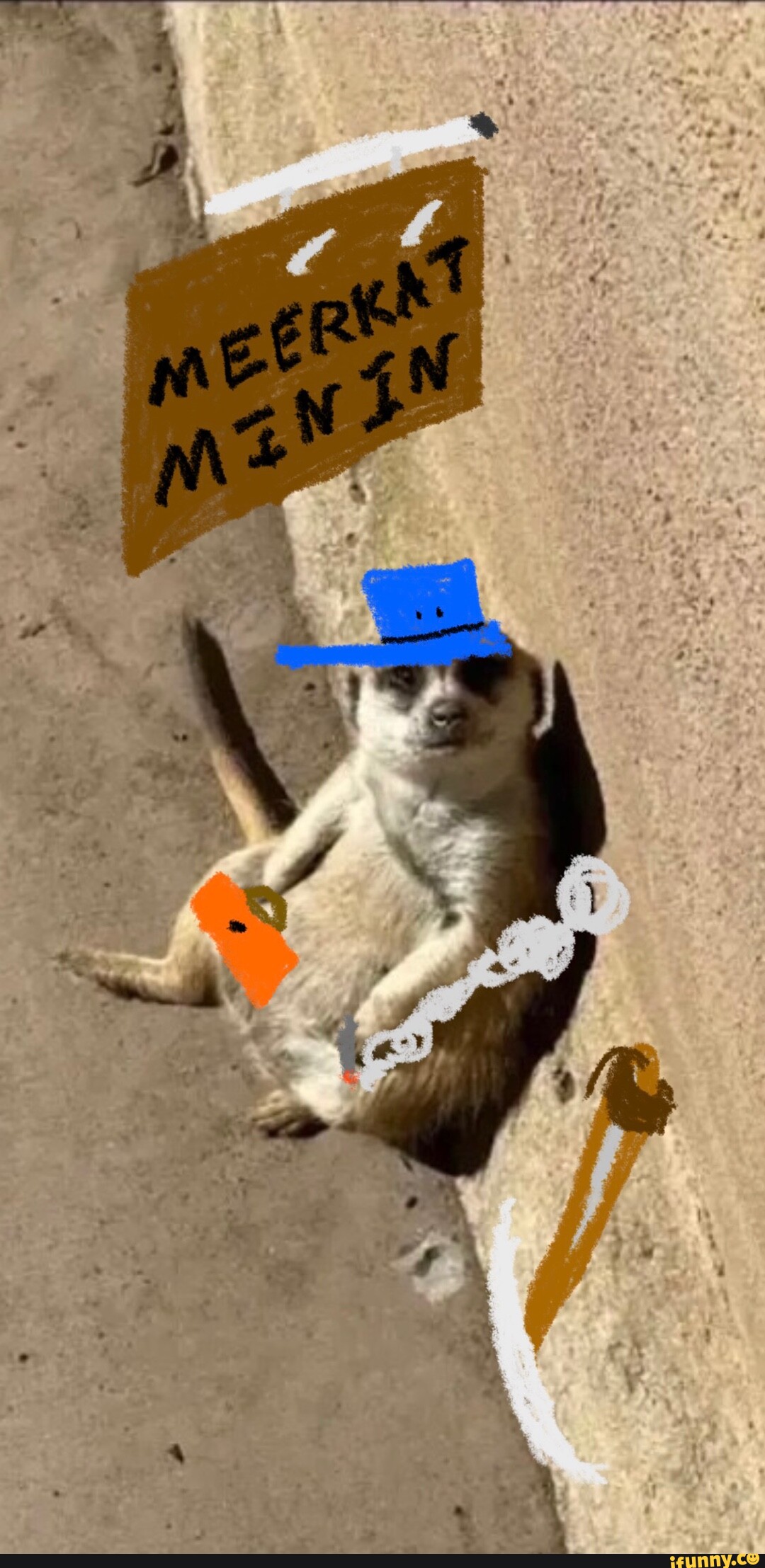 Meerkat memes. Best Collection of funny Meerkat pictures on iFunny