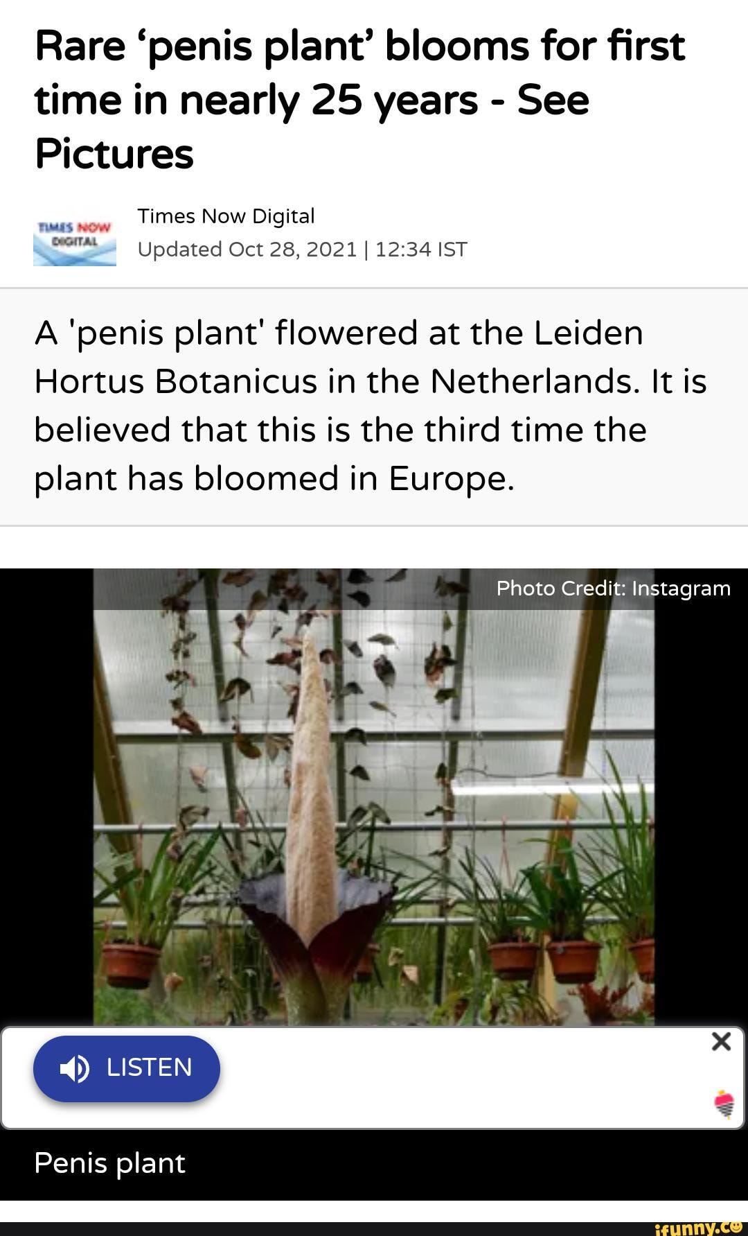 Rare 'penis plant' blooms for first time in nearly 25 years - See ...