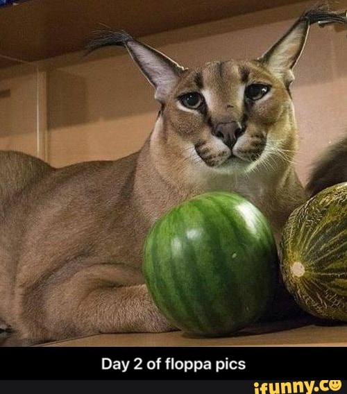 Day 2 of floppa pics - Day 2 of floppa pics - iFunny