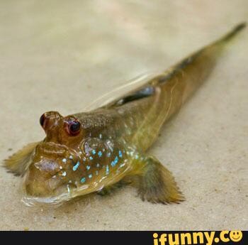 Mudskippers memes. Best Collection of funny Mudskippers pictures on iFunny