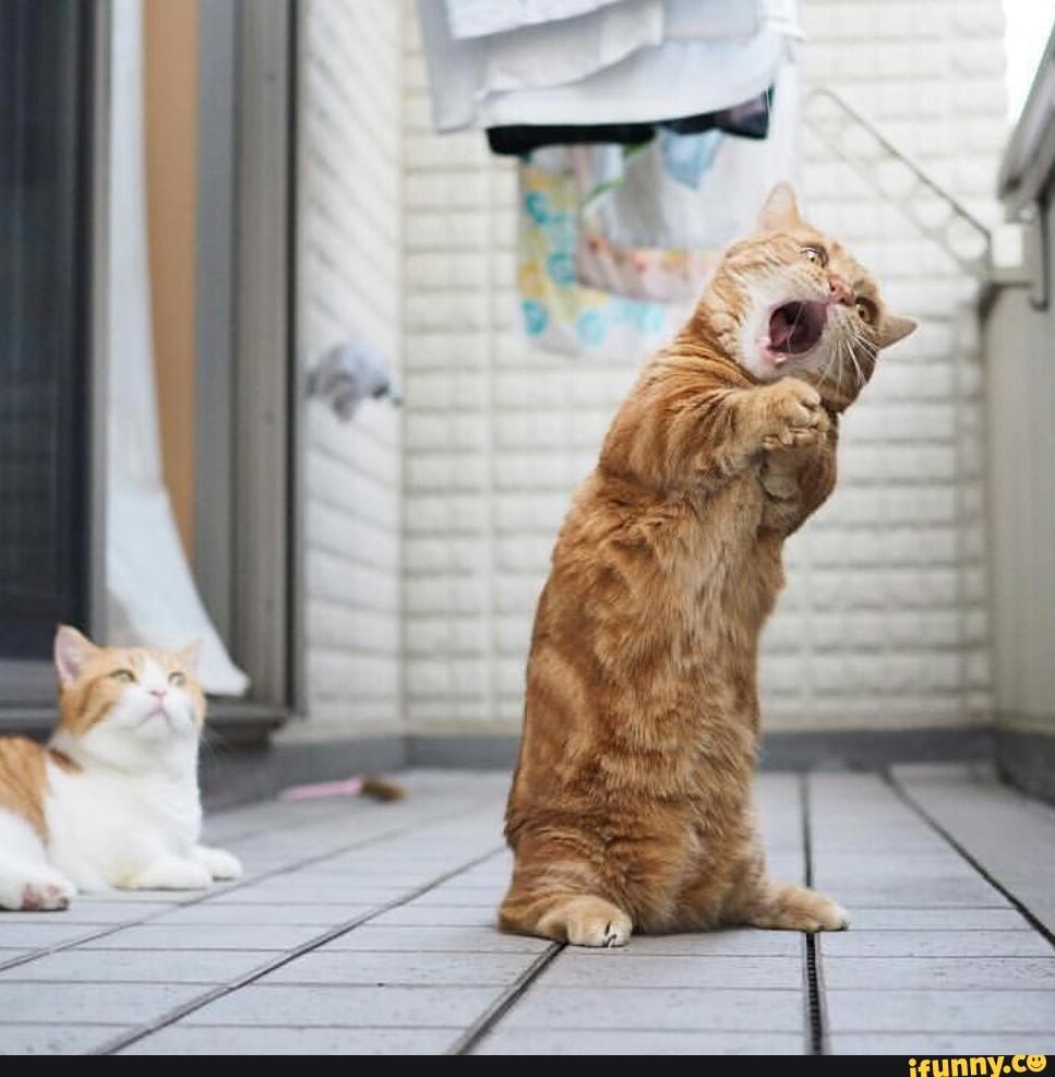 Heyyyyyyyyyyyyy memes. Best Collection of funny Heyyyyyyyyyyyyy ...