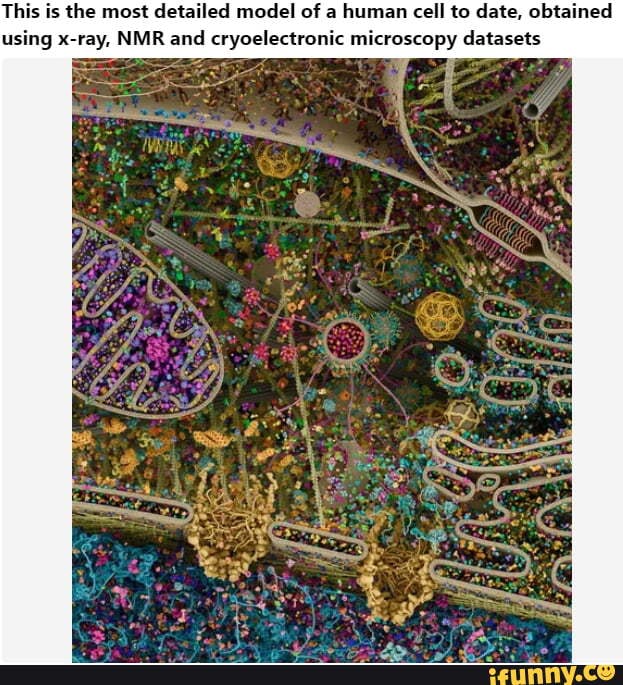 This is the most detailed model of a human cell to date, obtained using ...